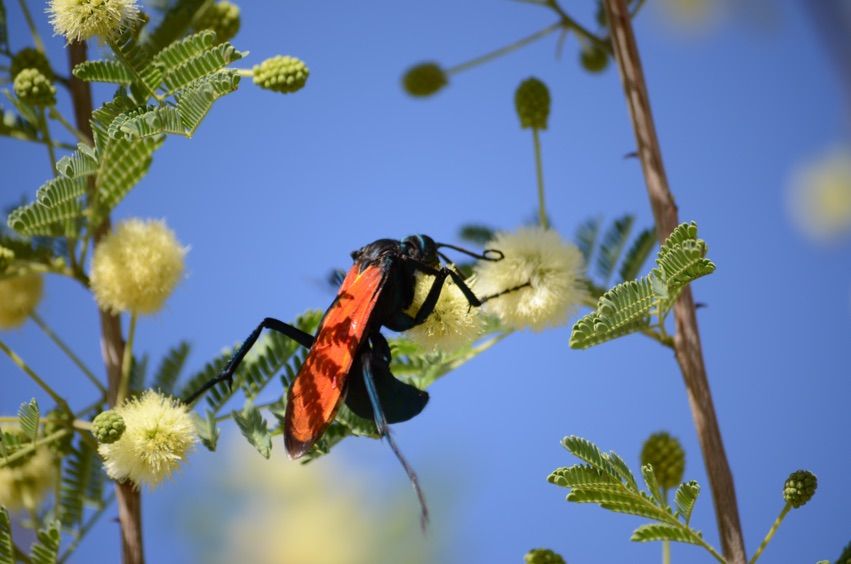 Desert Tarantulas: Photos of the Amazing Arachnids of the Sonoran ...