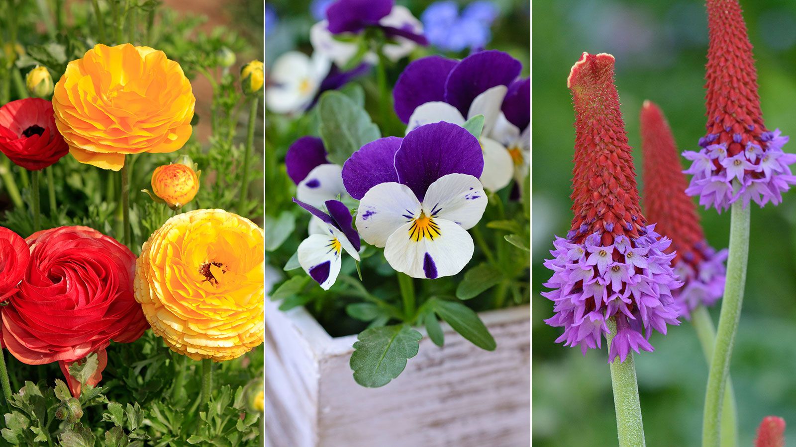 Spring flowers for pots: 10 options for seasonal containers | Homes ...