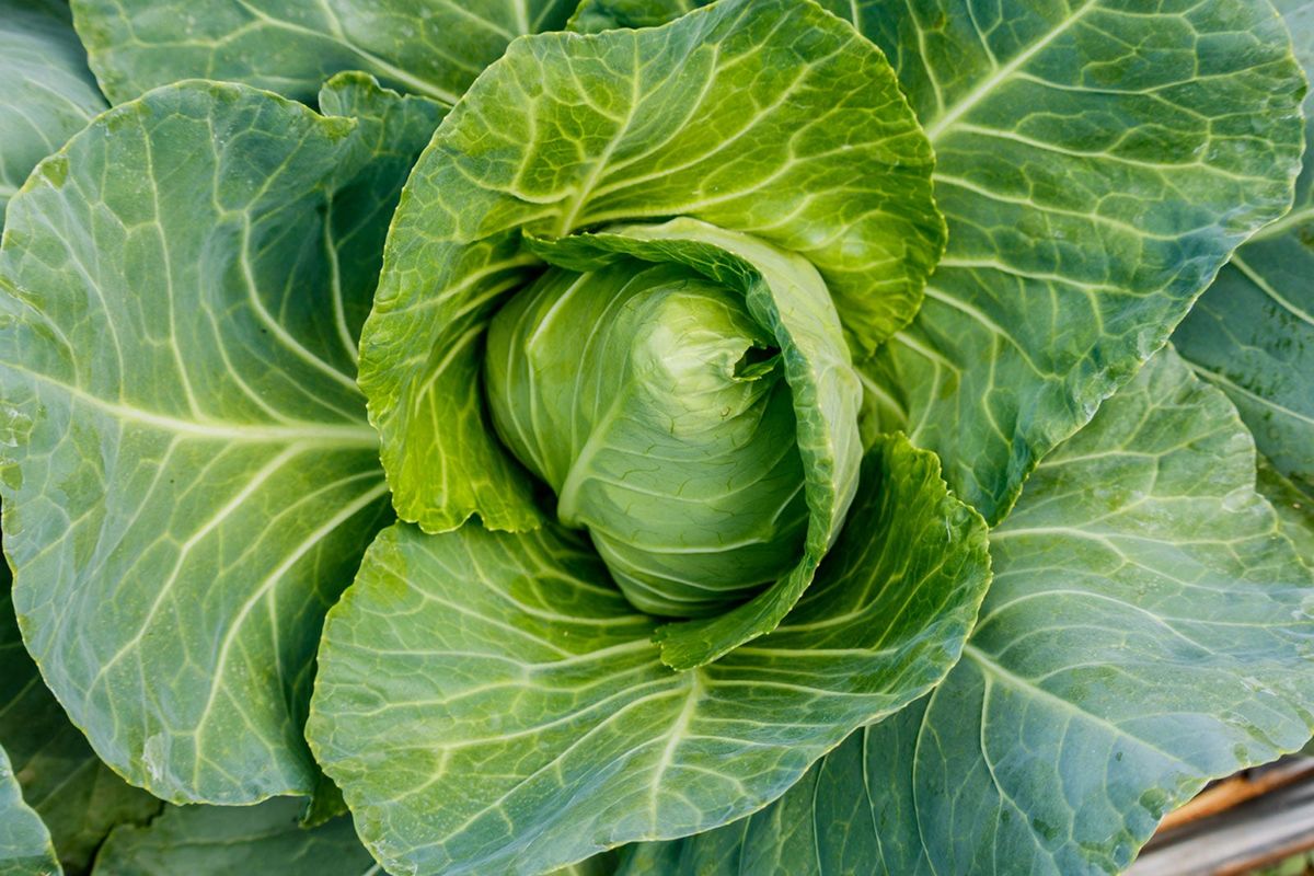 Storage Cabbage Varieties: How To Grow A Storage No. 4 Cabbage Plant ...