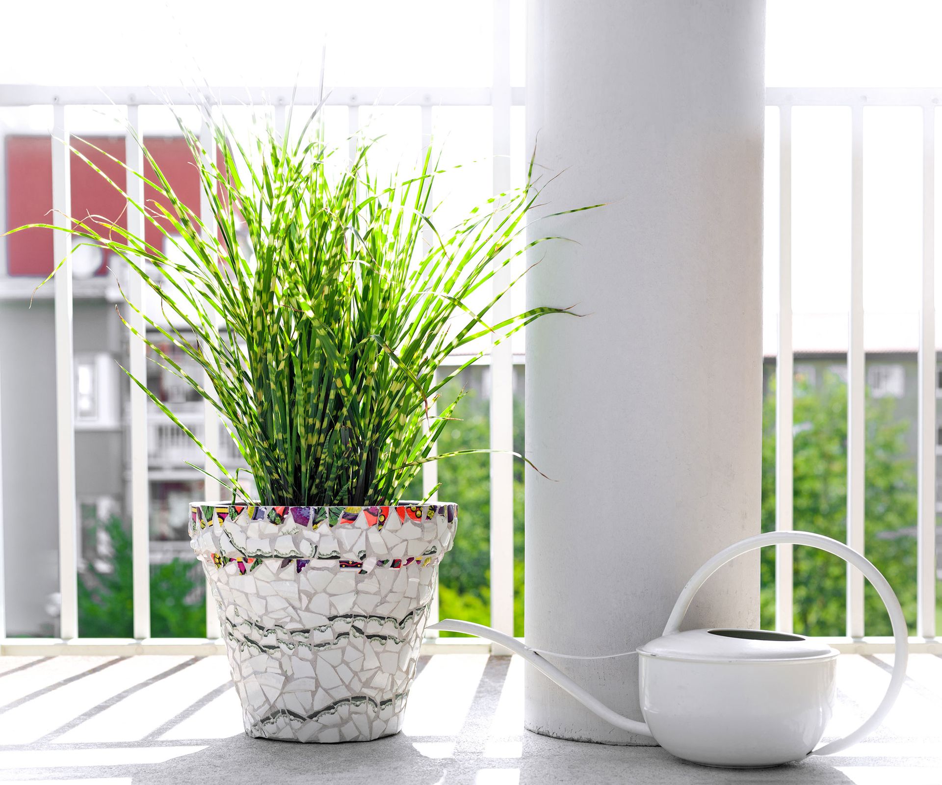 Best front door plants: 10 beautiful choices | Homes and Gardens