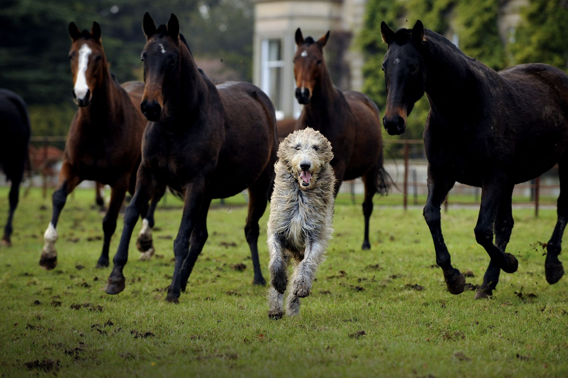 The Irish wolfhound: Meet the loyal and strong gentle giant that won ...