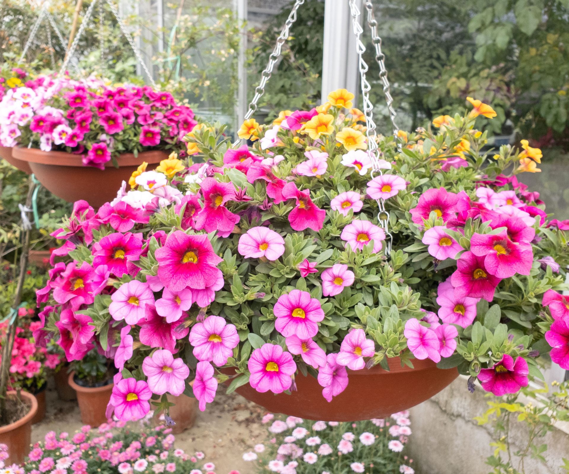 Why Lower Hanging Baskets Give Your Vertical Gardens A Lift | Gardening ...