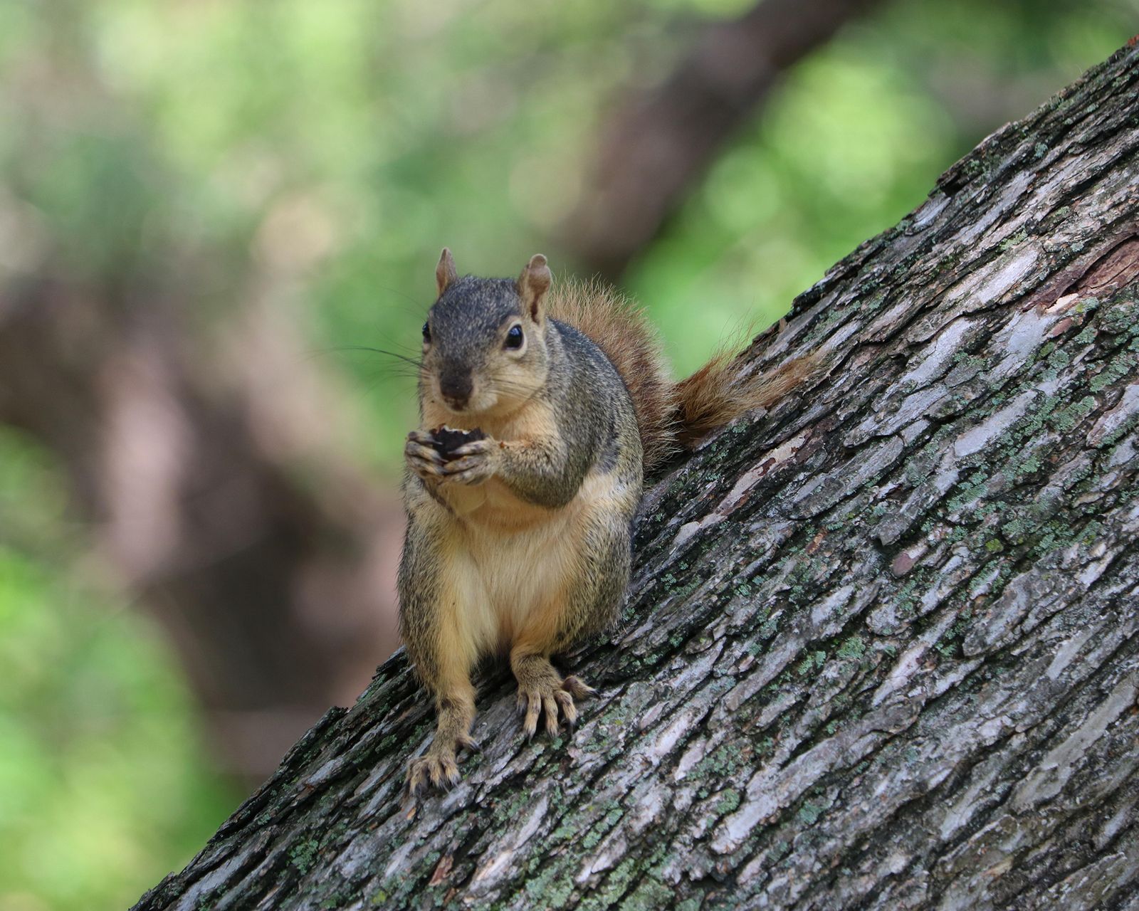 Pecan tree care and growing guide: expert tips for success | Gardeningetc