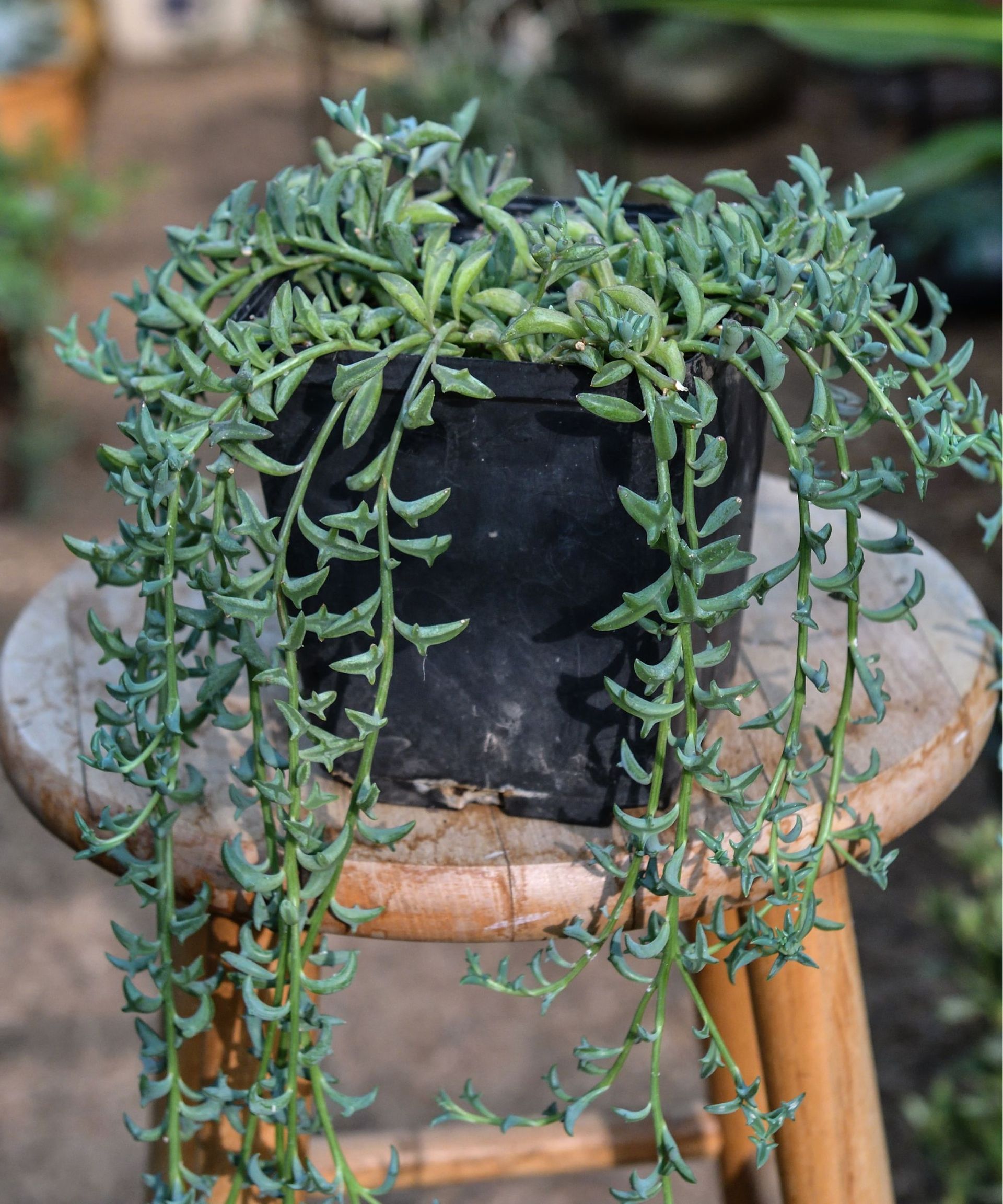 Why, when, and how to propagate a String of Dolphins | Homes and Gardens