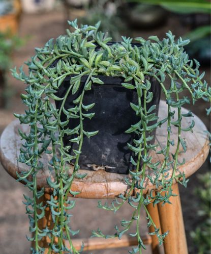 Why, when, and how to propagate a String of Dolphins | Homes and Gardens