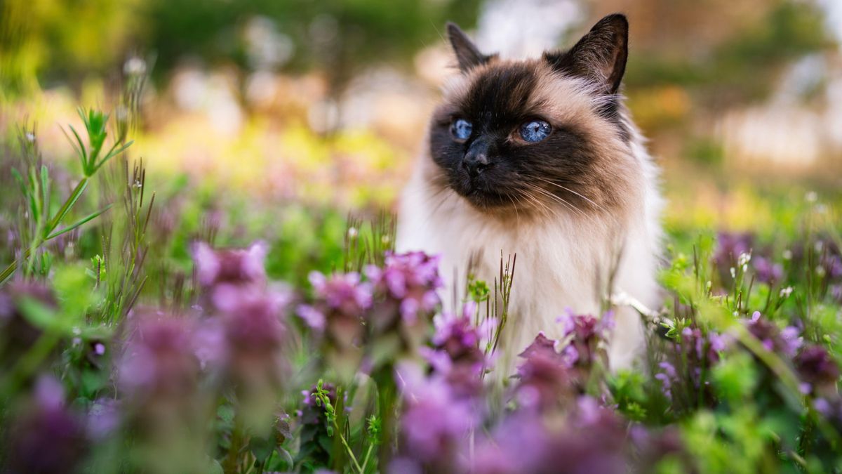 10 of the smartest cat breeds to keep you on your toes | PetsRadar