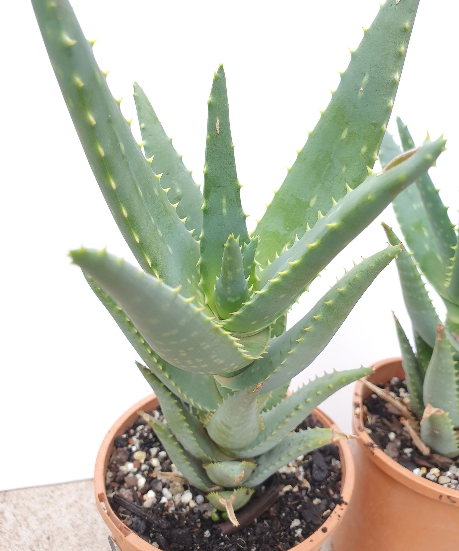 Aloe vera plant care problems and how to solve them | Real Homes