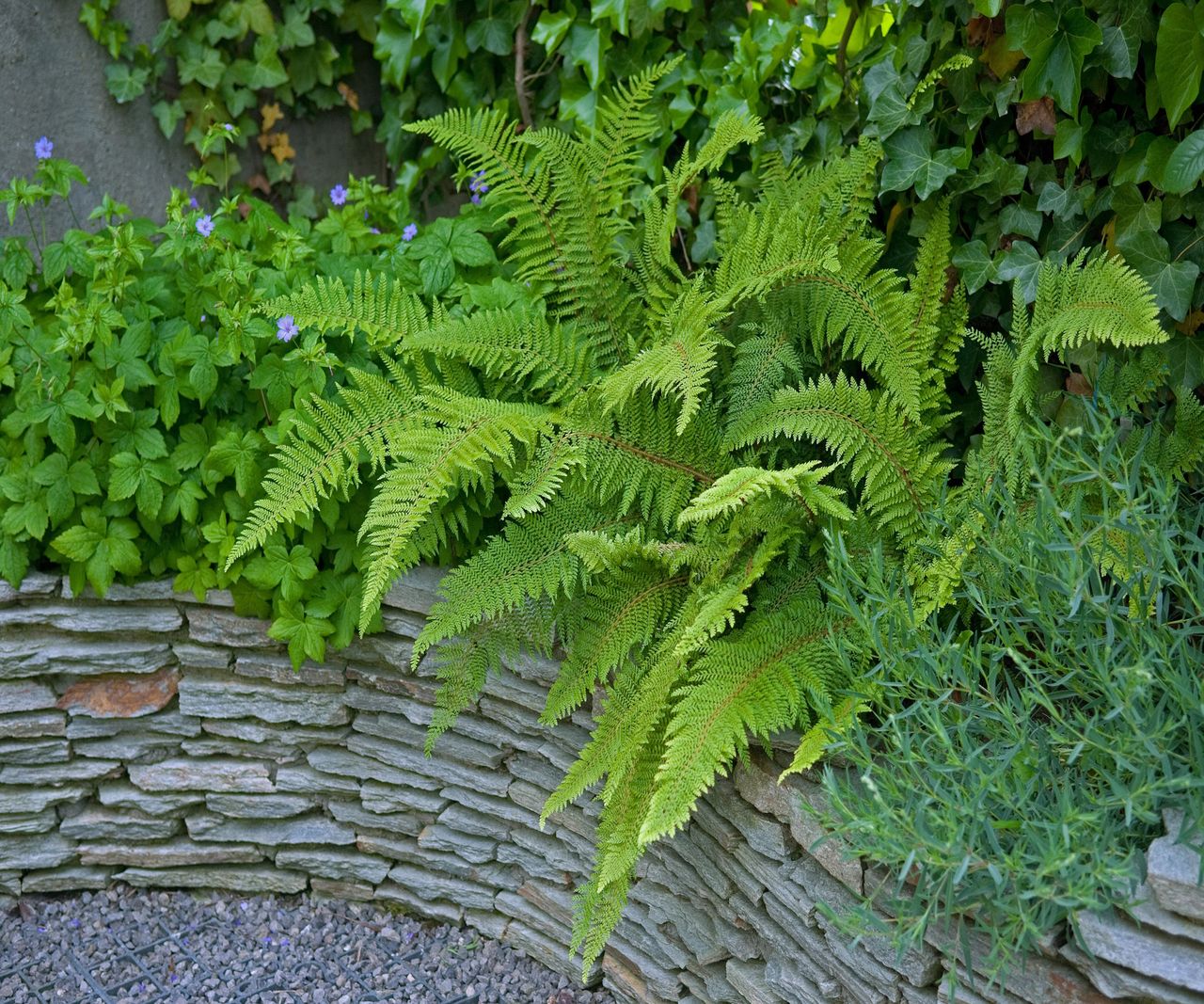 Best ferns for shade: 8 fascinating fronds to grow | Homes and Gardens