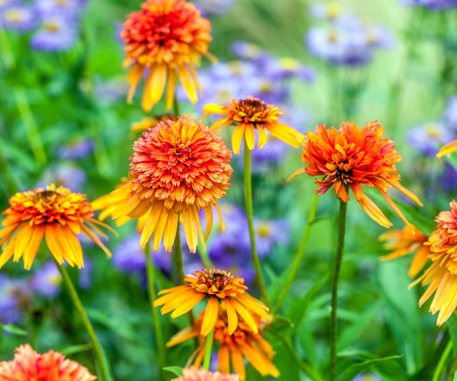 Best coneflower varieties: 15 charming echinaceas for summer | Homes ...