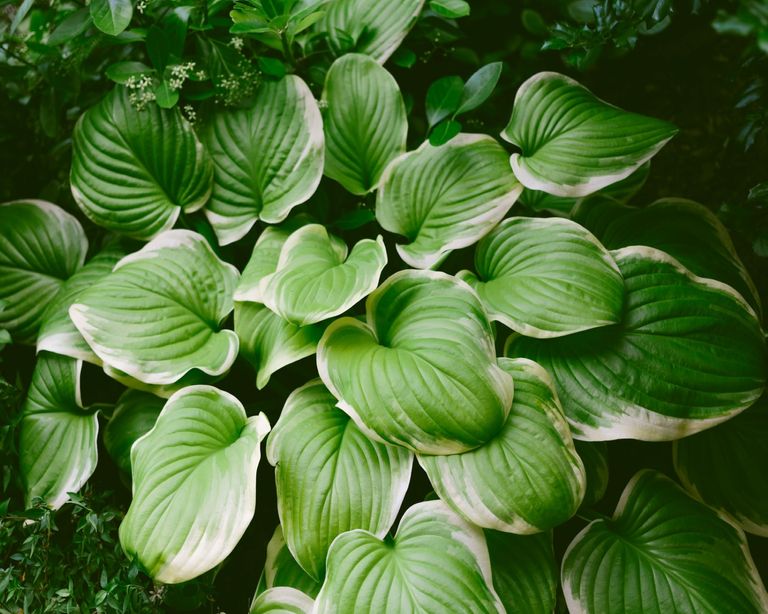 8 high maintenance plants to avoid growing | Real Homes
