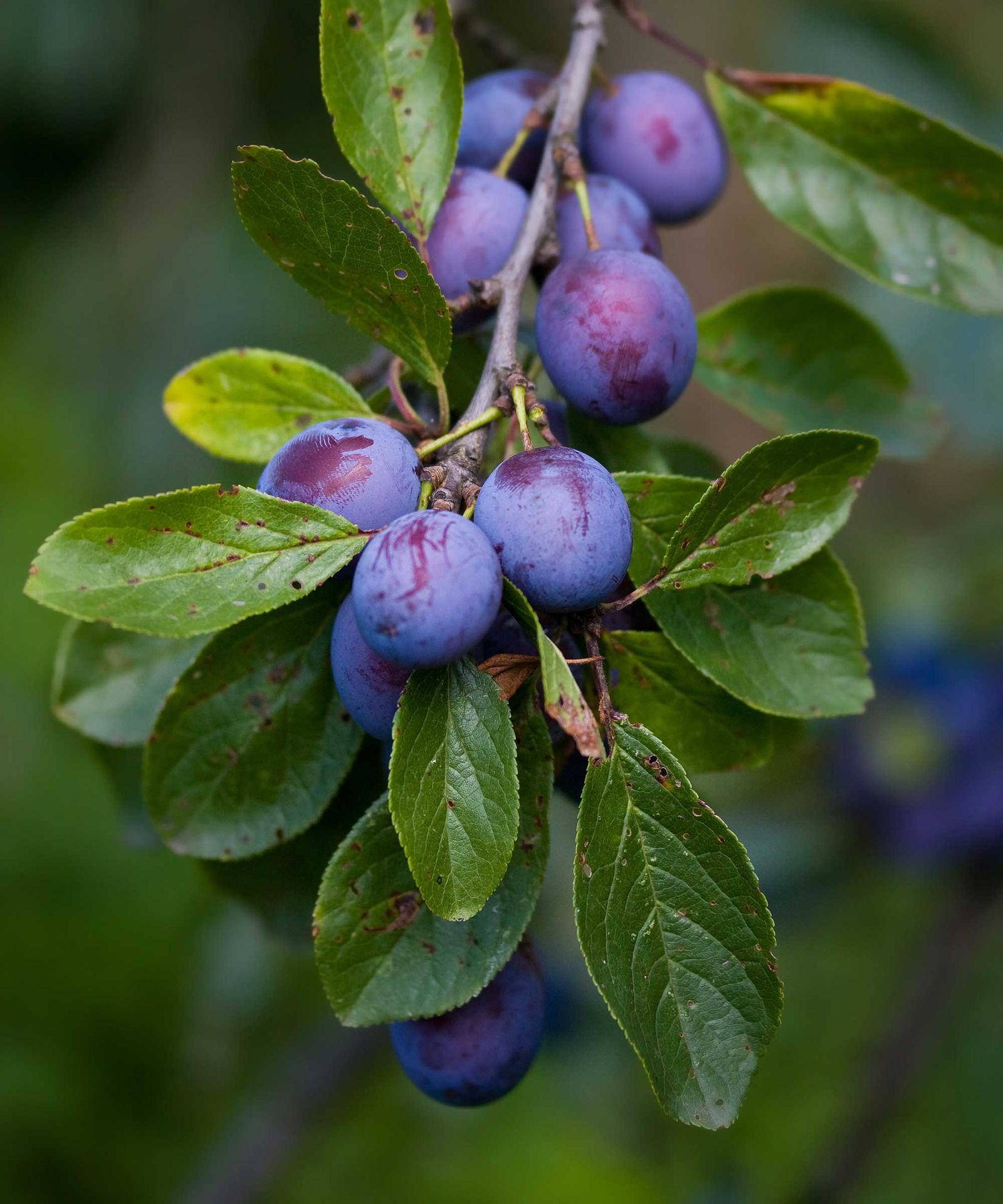 How to prune a plum tree: easy steps to keep cordon, bush or pyramid ...