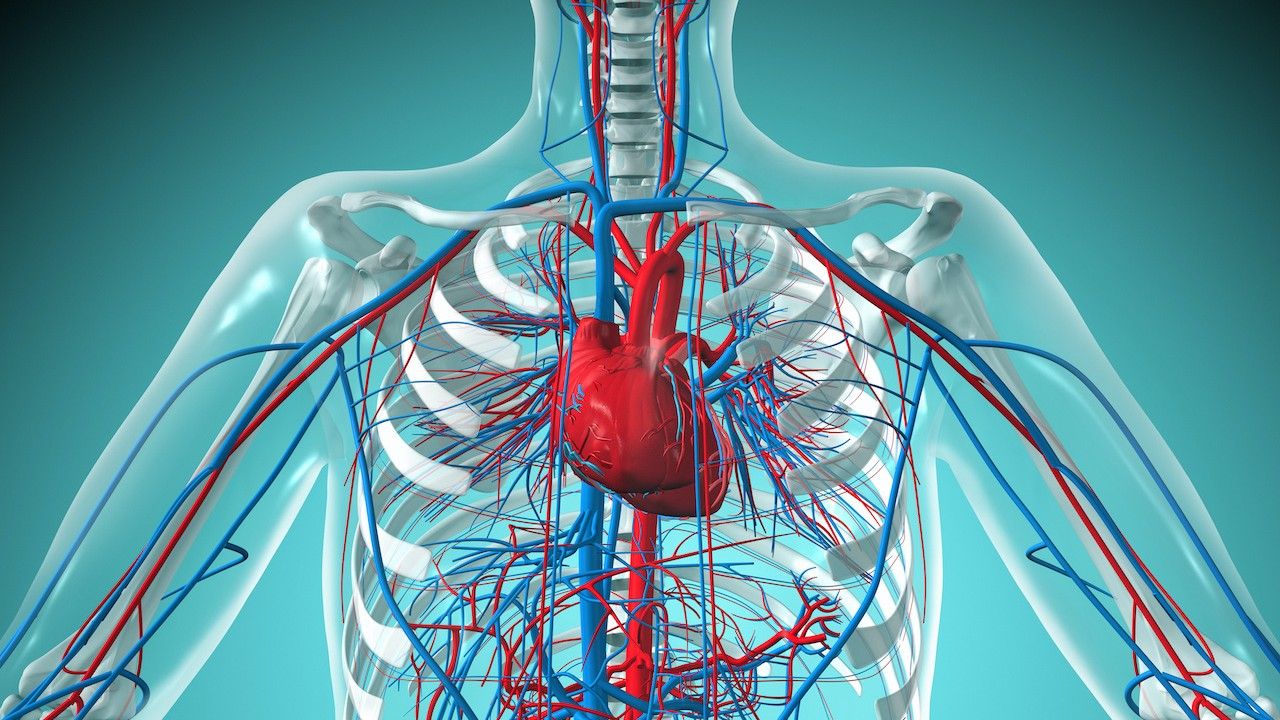 Human heart: Anatomy, function & facts | Live Science