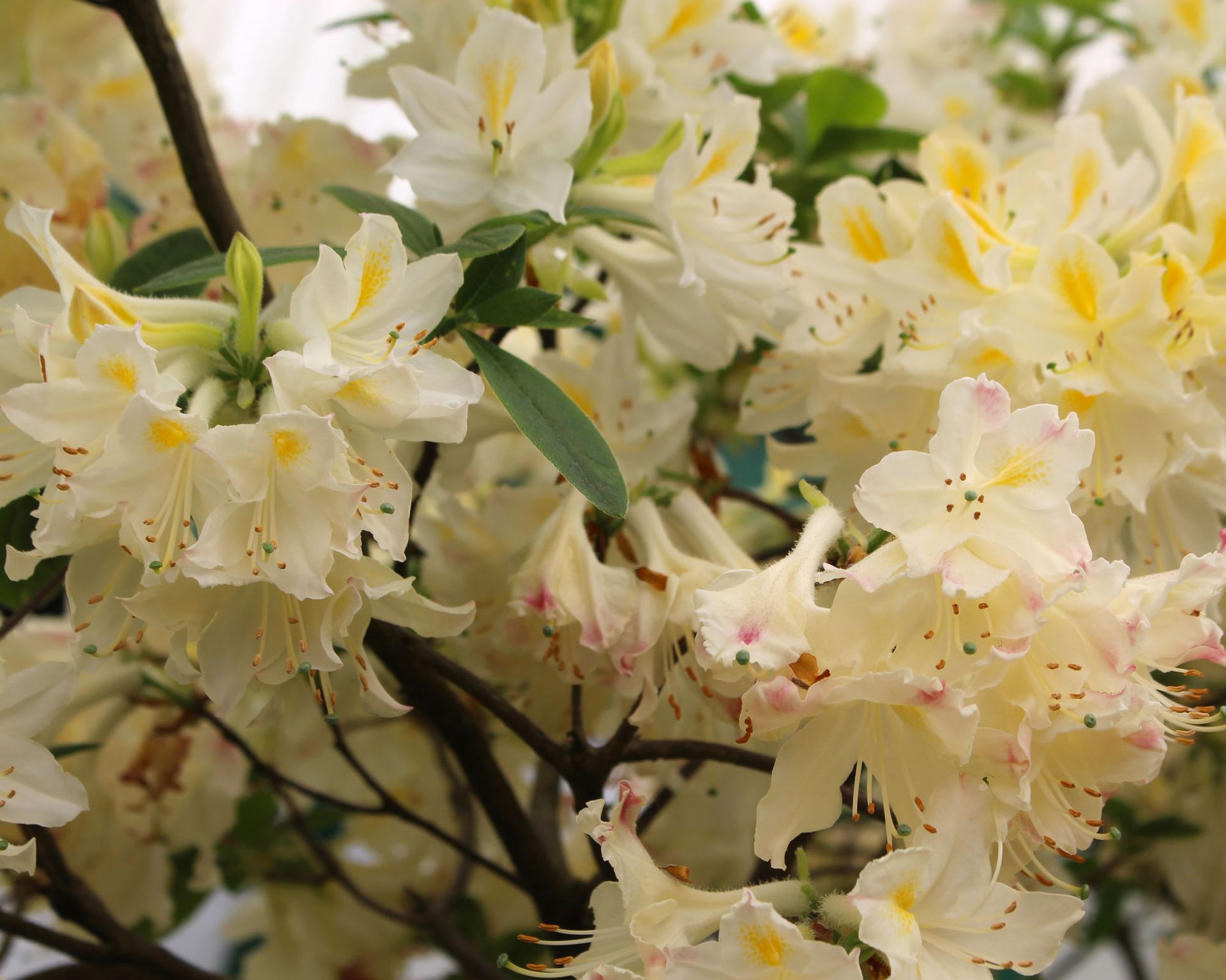 How to care for azaleas | Livingetc