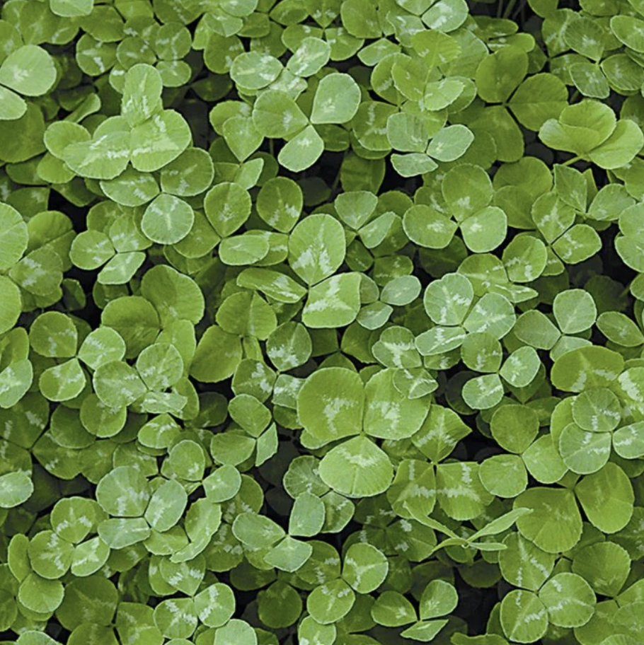 Why adding clover to your lawn could be the answer to health grass ...