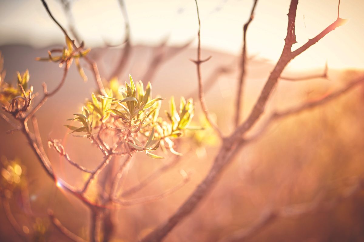 Learn to work with wide apertures for better results | Digital Camera World