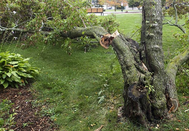 Tips & Information about Environmental Problems | Gardening Know How