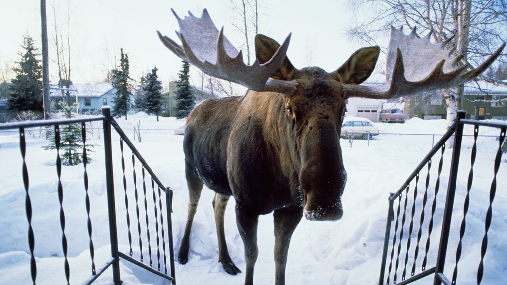What to do if you see a moose while hiking | Advnture