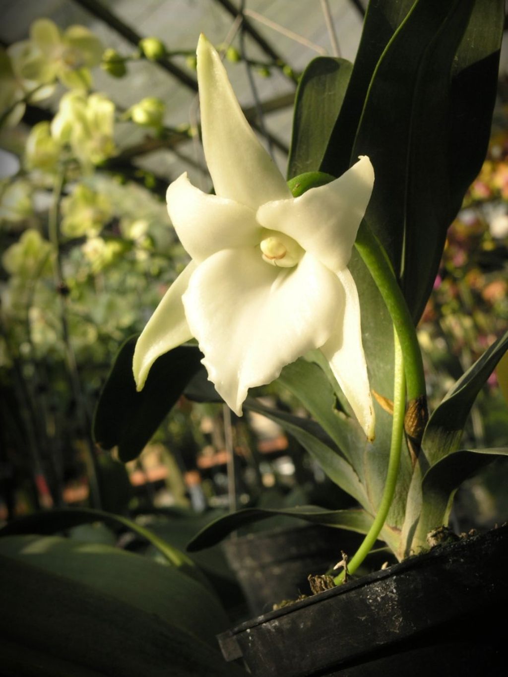 Star Orchid Care - How To Grow A Star Orchid Plant | Gardening Know How