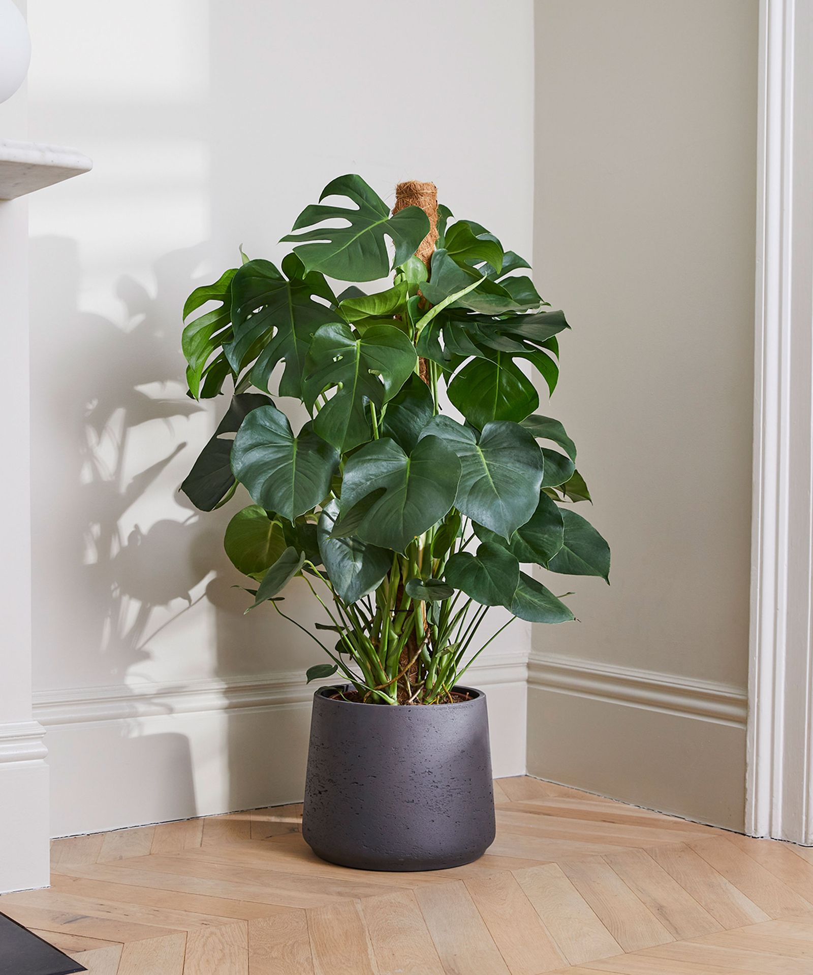 Swiss cheese plant care and growing tips: expert plant advice ...