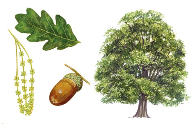 A simple guide to identifying British trees | Country Life
