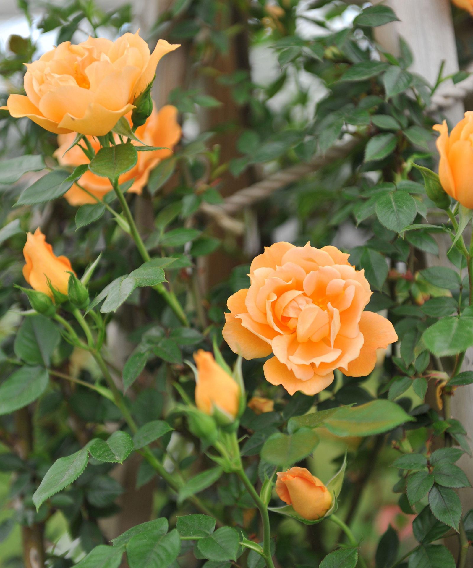 Best climbing roses: 12 types for height, scent and color