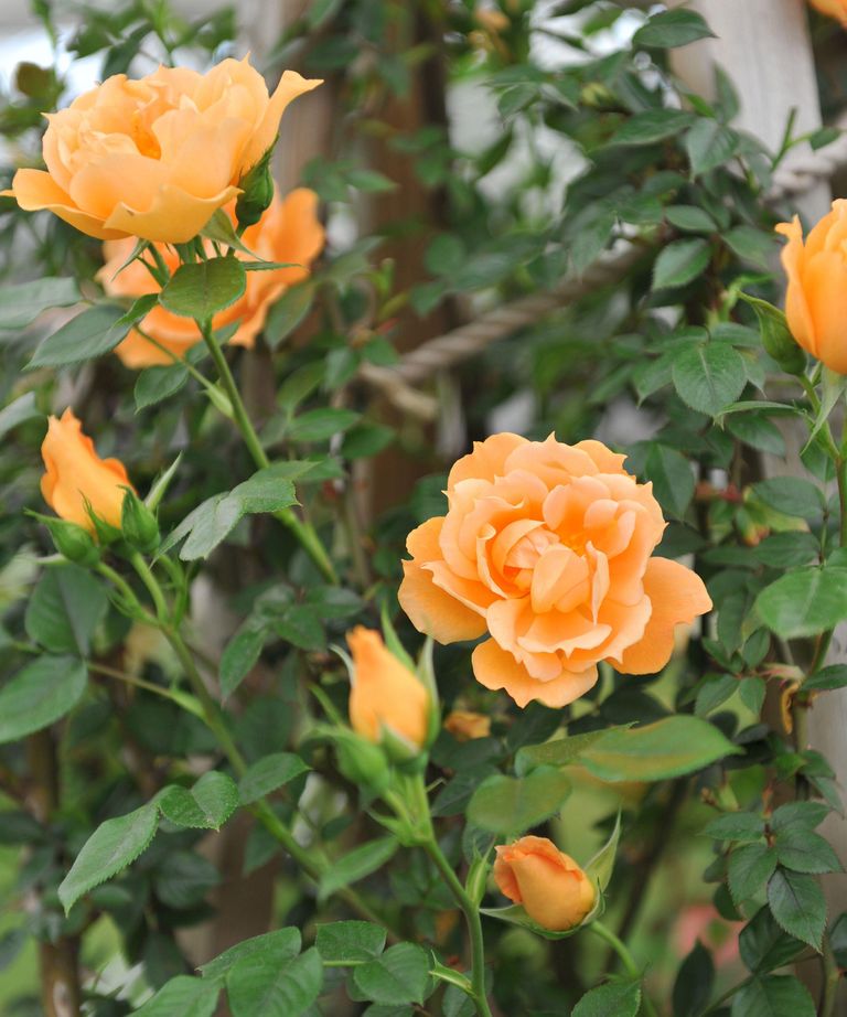 Best climbing roses: 12 types for height, scent and color