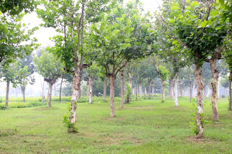 What Is An Oriental Plane – Tips For Growing An Oriental Plane Tree ...