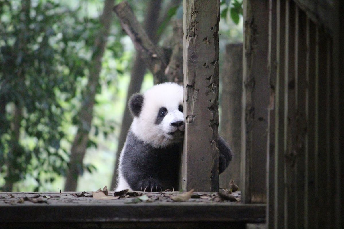 Some Pandas Use Their Head to Climb. Others Just ... Can't. And It's So ...