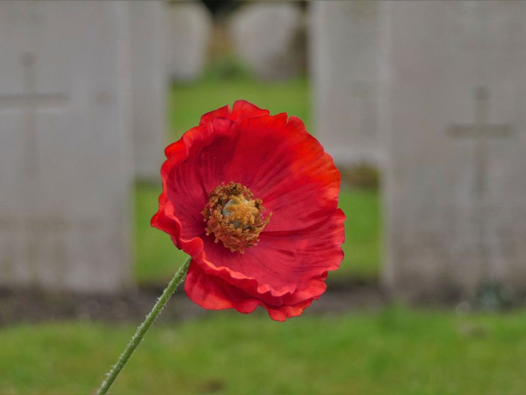 Red Poppy Flowers: Learn About Red Poppy History | Gardening Know How