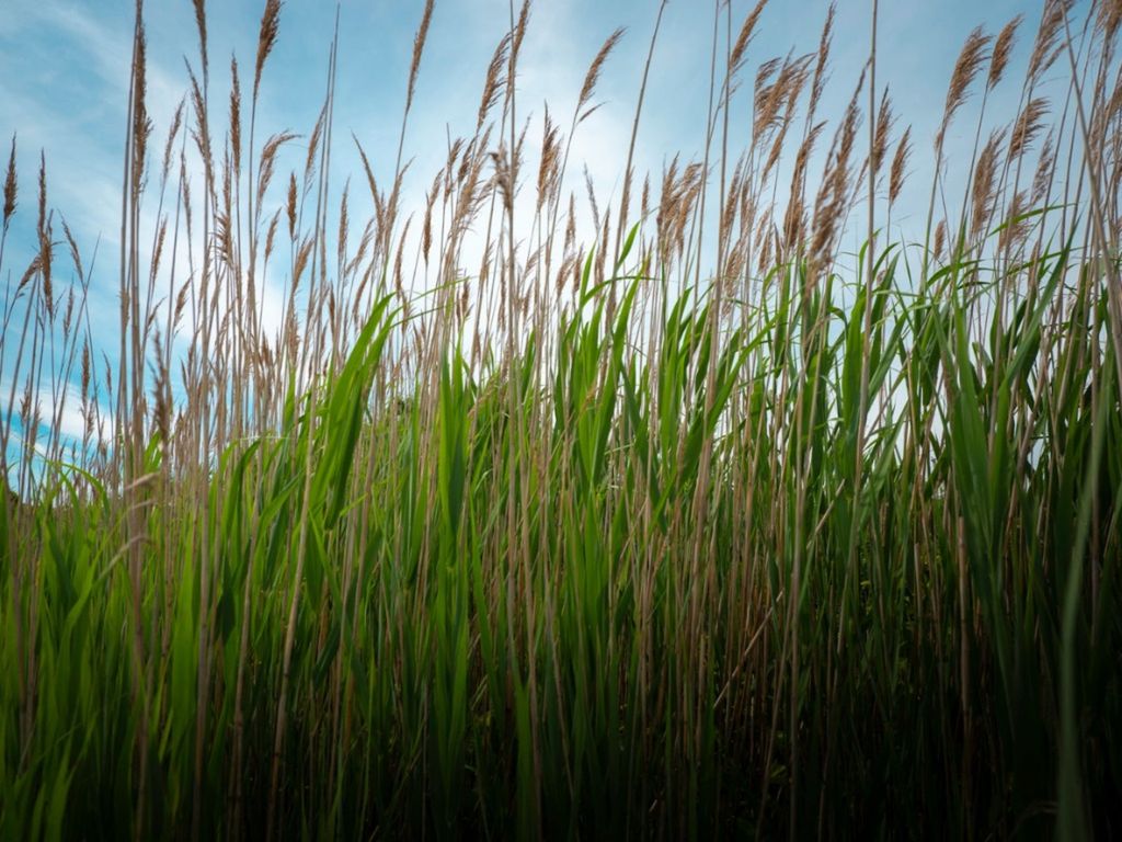 Common Reed Grass: How To Kill Reeds In The Lawn | Gardening Know How