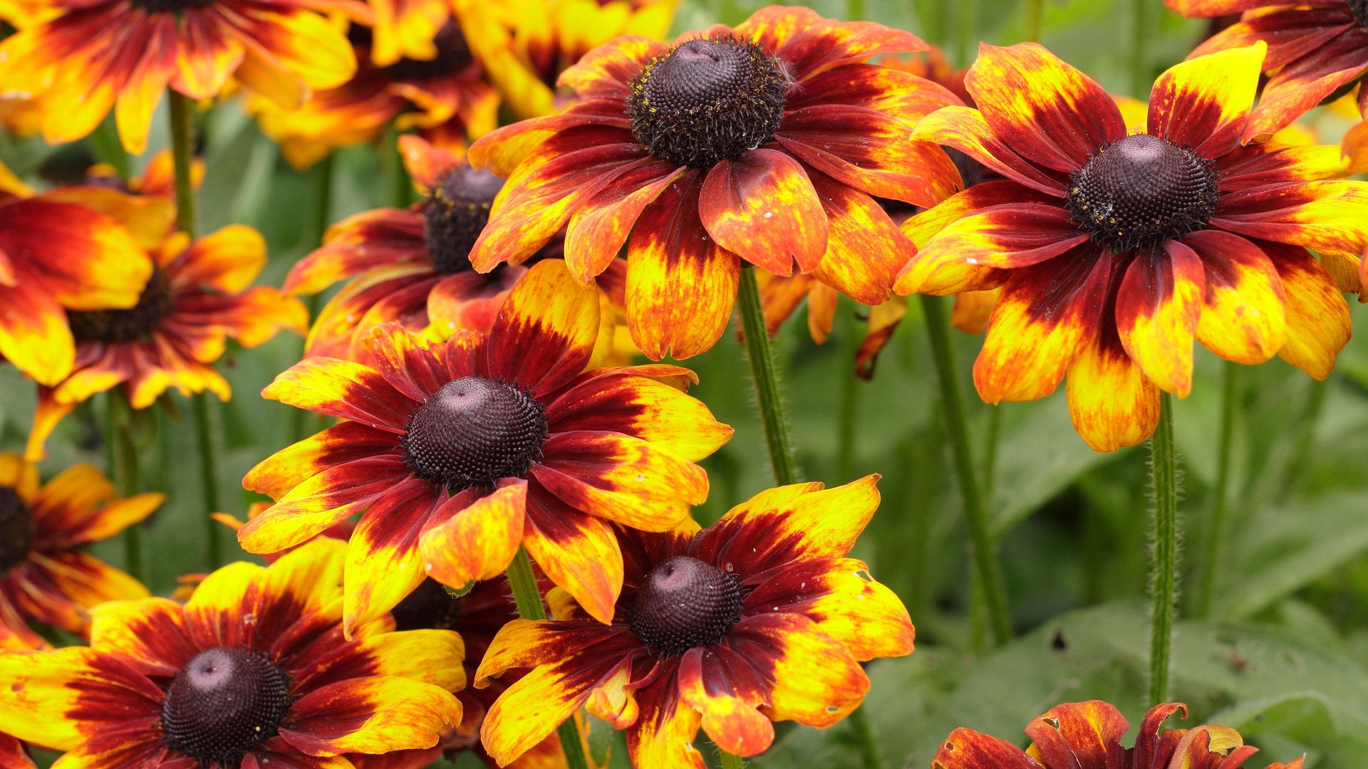 Black-eyed Susan care and growing guide: top rudbeckia tips | Gardeningetc