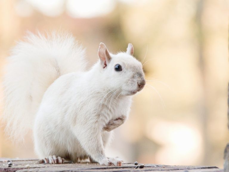 Not All White Squirrels Are Albinos - Learn Why Some Squirrels Are ...
