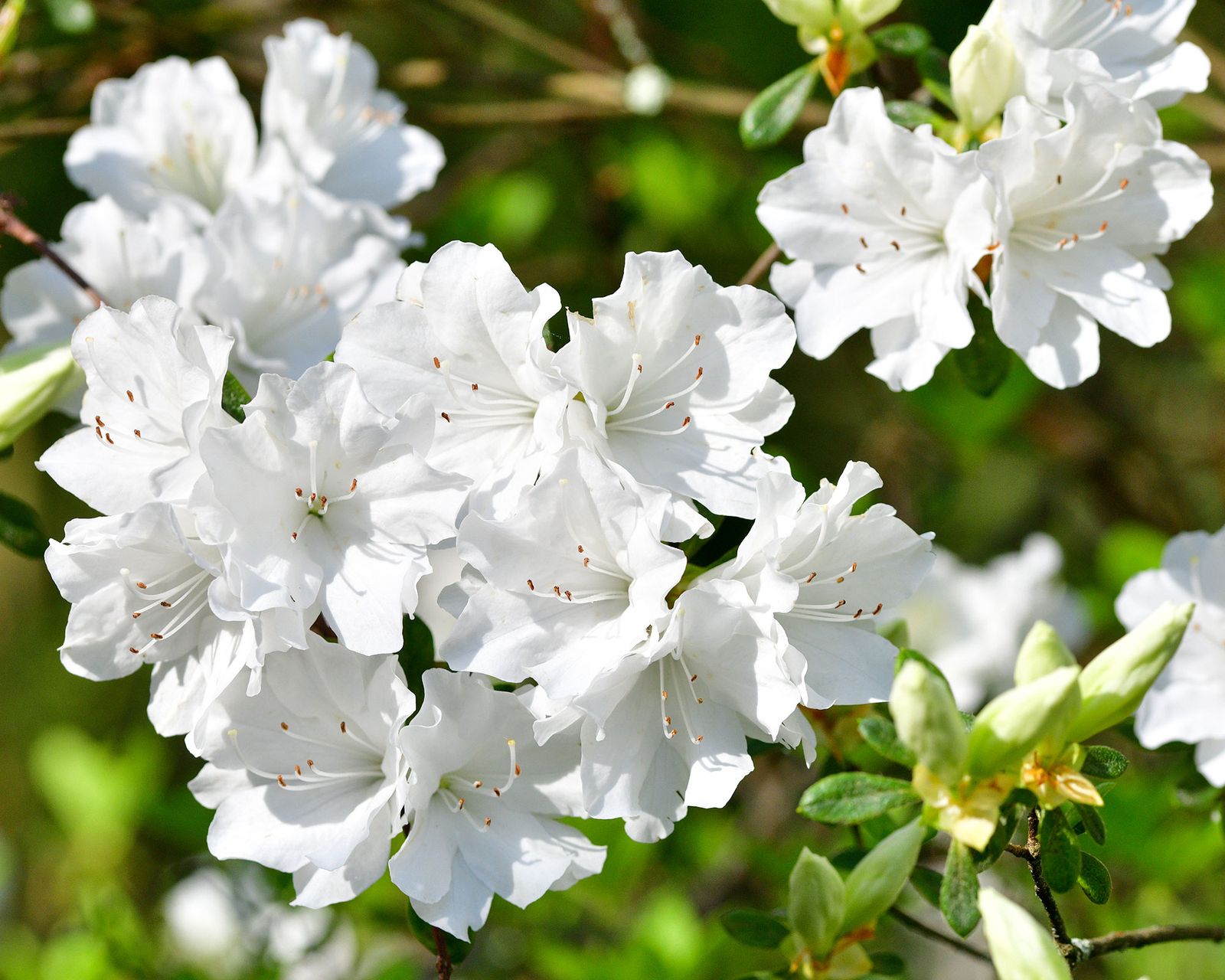 How to prune azaleas: to keep them healthy and beautiful | Homes & Gardens