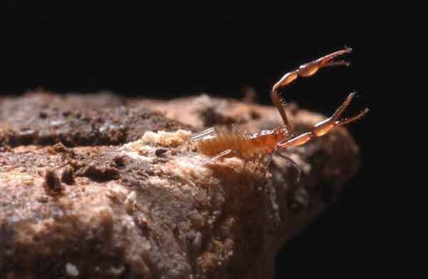 Cave Biologists Shine Light on Creatures of the Dark | Live Science