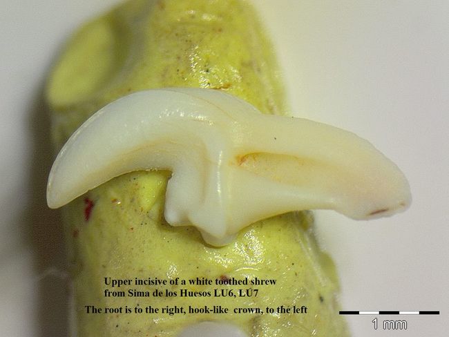 In photos: Hominin skulls with mixed traits discovered: Page 2 | Live ...