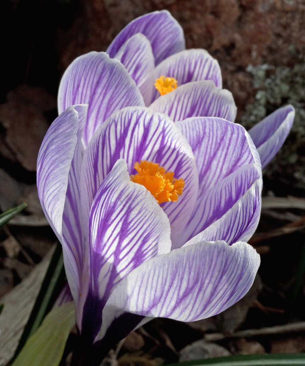 Types of crocus: 12 spring-flowering bulbs | Gardeningetc
