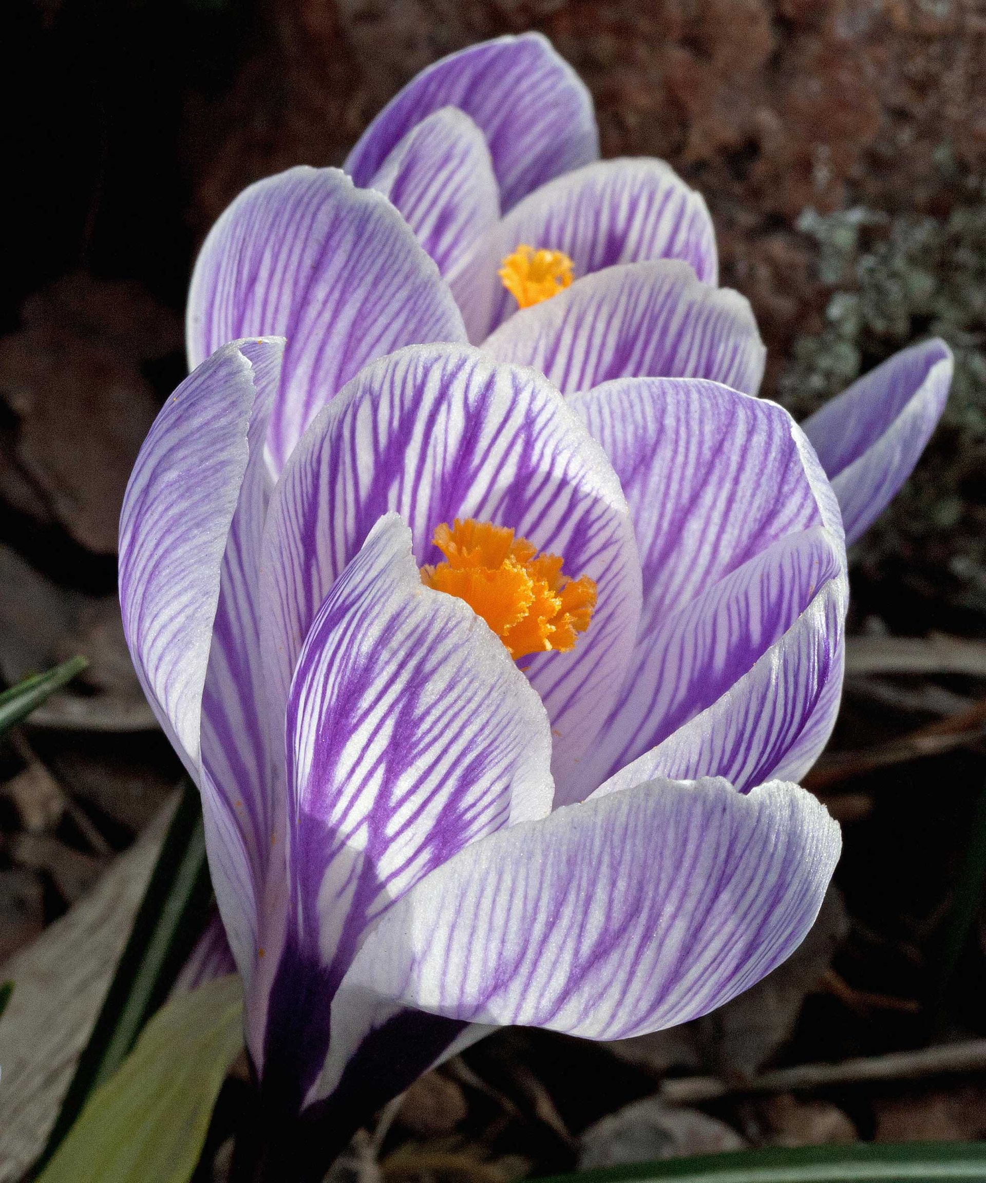 Types of crocus: 12 spring-flowering bulbs | Gardeningetc