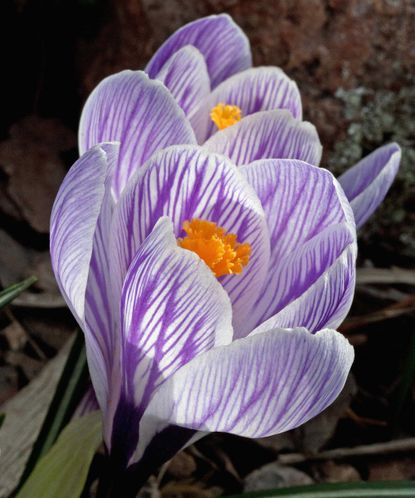 Types of crocus: 12 spring-flowering bulbs | Gardeningetc