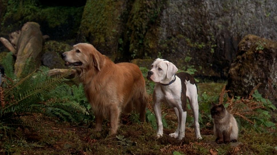 32 Of The Best Pets In Hollywood History | Cinemablend