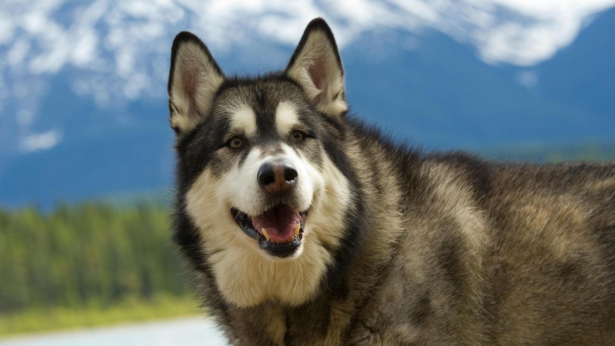 32 facts about Alaskan Malamutes | PetsRadar