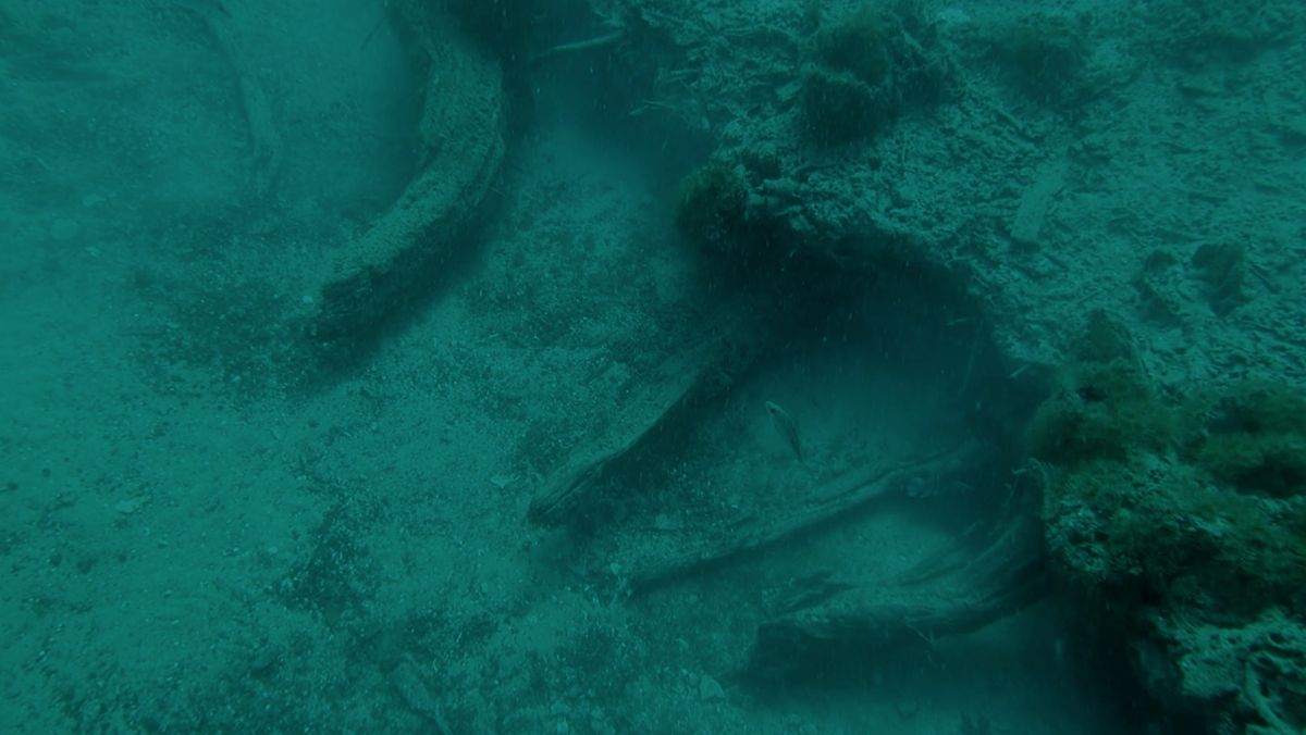 Images of a Primeval Underwater Forest Revealed | Live Science