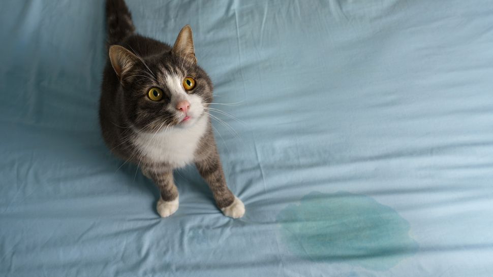 How to get cat urine out of a mattress — banish stains and smells | Tom ...
