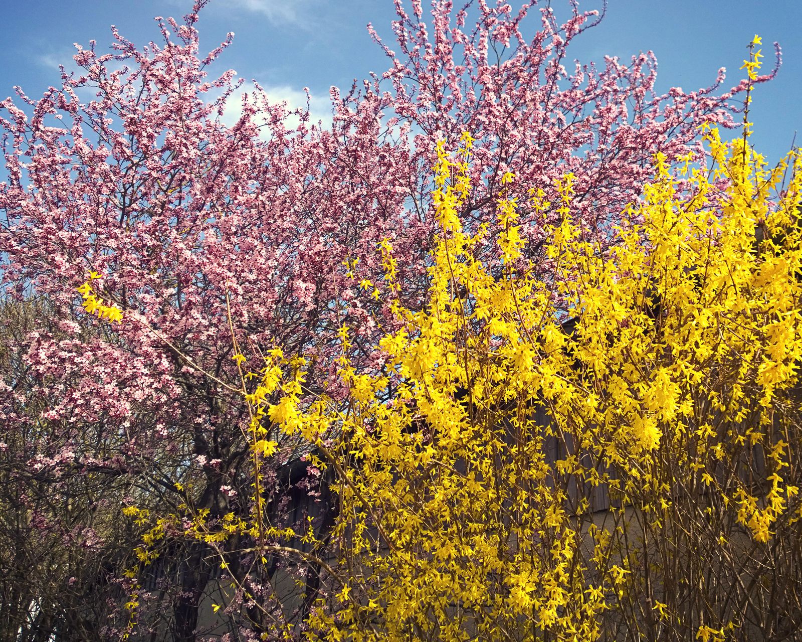 Forsythia plant care and growing tips | Gardeningetc