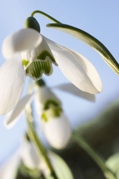 Best snowdrops to grow: our expert picks for a winter garden | Homes ...