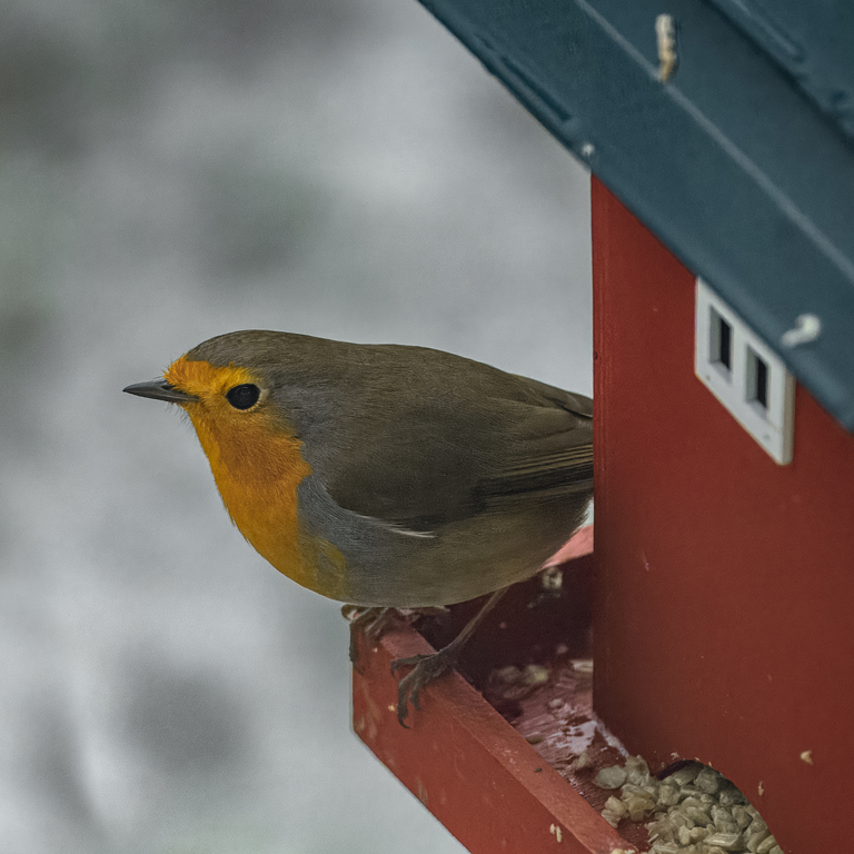 How to attract robins to your garden | Ideal Home