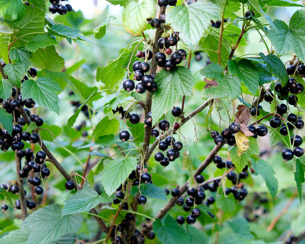 How to prune blackcurrant bushes: all you need to know | Gardeningetc