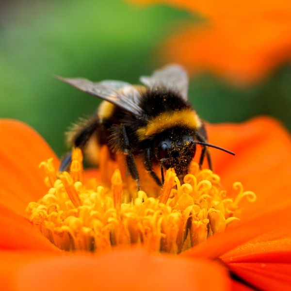 Tips & Information about Beneficial Garden Friends | Gardening Know How