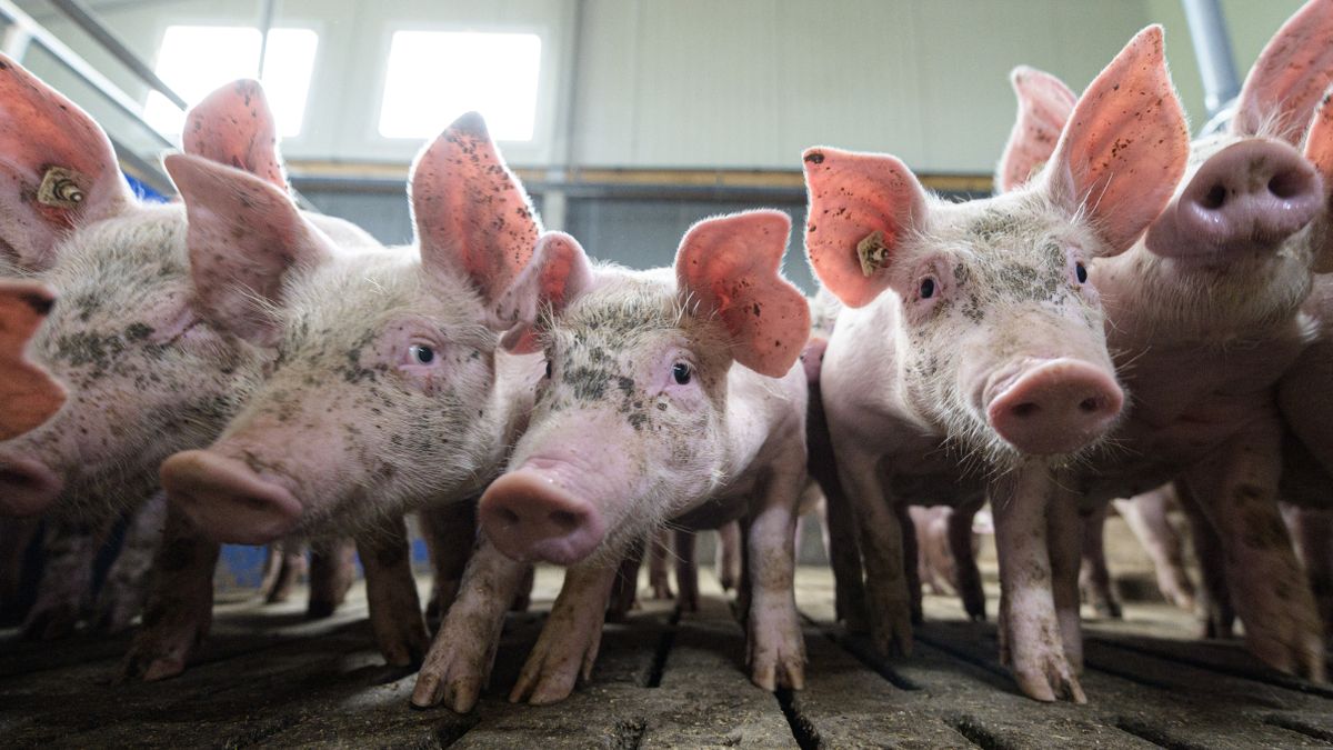 The Week Unwrapped: wheels or doors, Russian losses and speaking pig ...