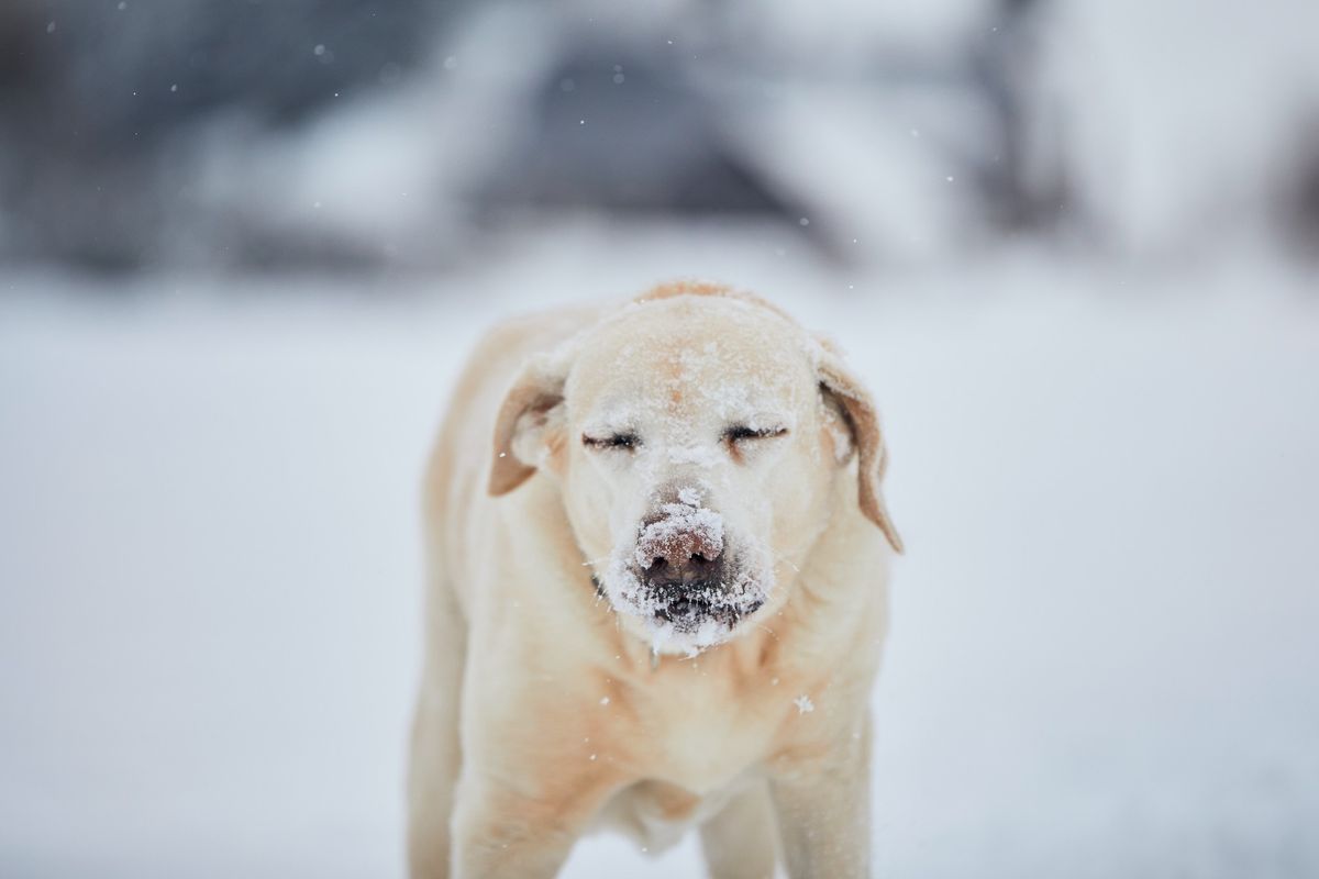 Winter activities for dogs to make the snowy season special | PetsRadar