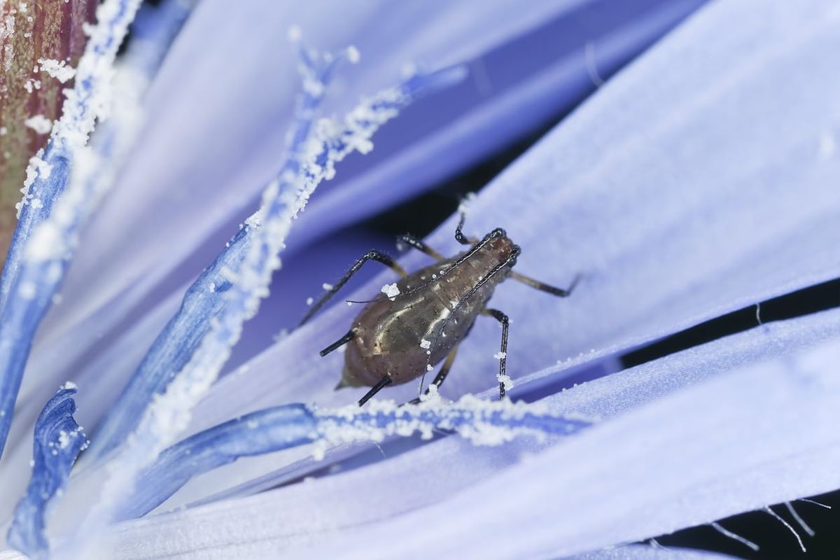 Bugs That Eat Chicory: Learn About Common Chicory Plant Pests ...